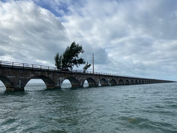 FRED THE TREE GOES HOLLYWOOD IN NEW ‘ROAD HOUSE’ MOVIE