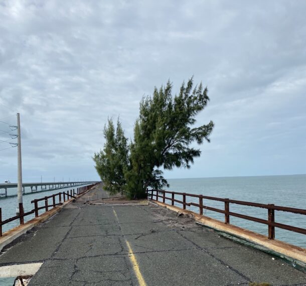 FRED THE TREE GOES HOLLYWOOD IN NEW ‘ROAD HOUSE’ MOVIE