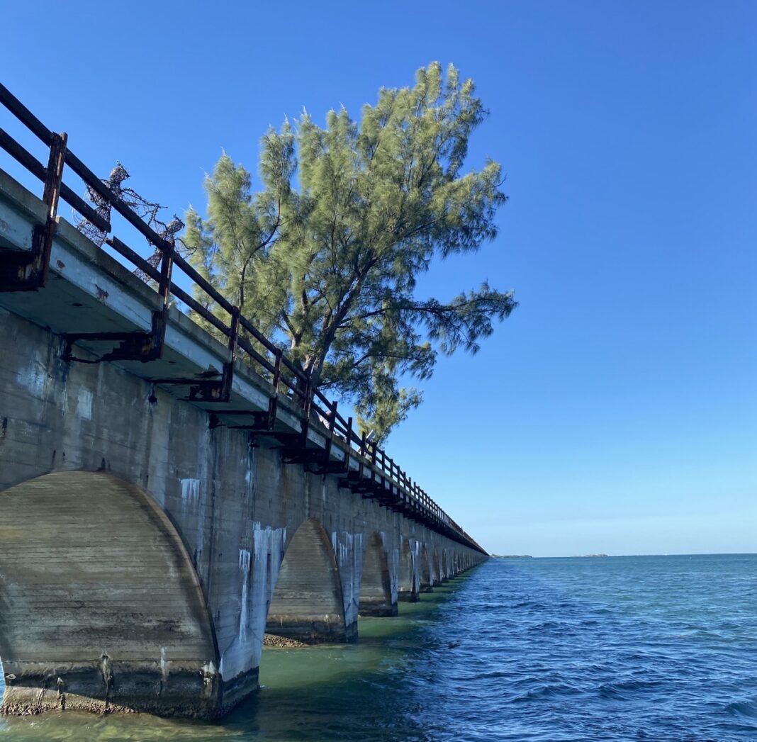 FRED THE TREE GOES HOLLYWOOD IN NEW ‘ROAD HOUSE’ MOVIE