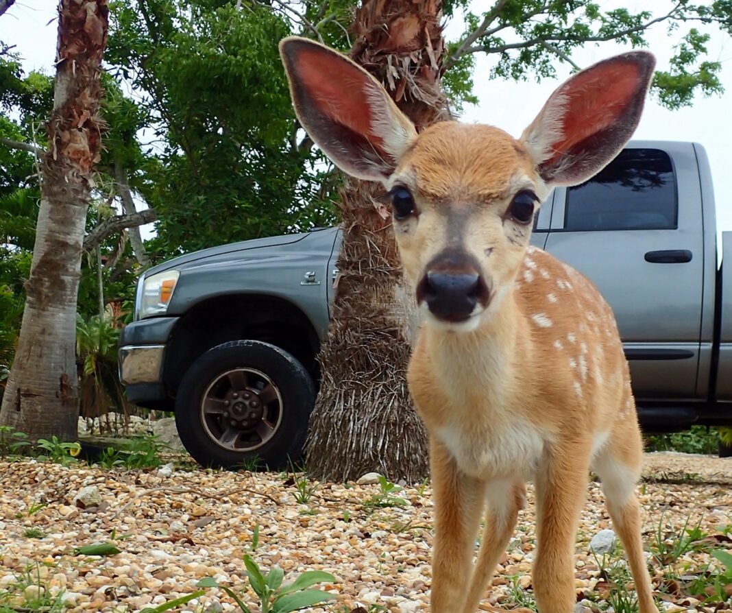LOOK, BUT DON’T TOUCH KEY DEER FAWNS THIS SEASON