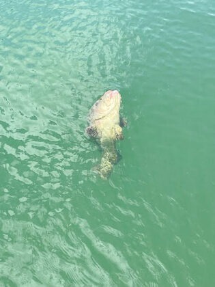 SPINNING GOLIATH GROUPER RECOVERED IN ISLAMORADA CANAL