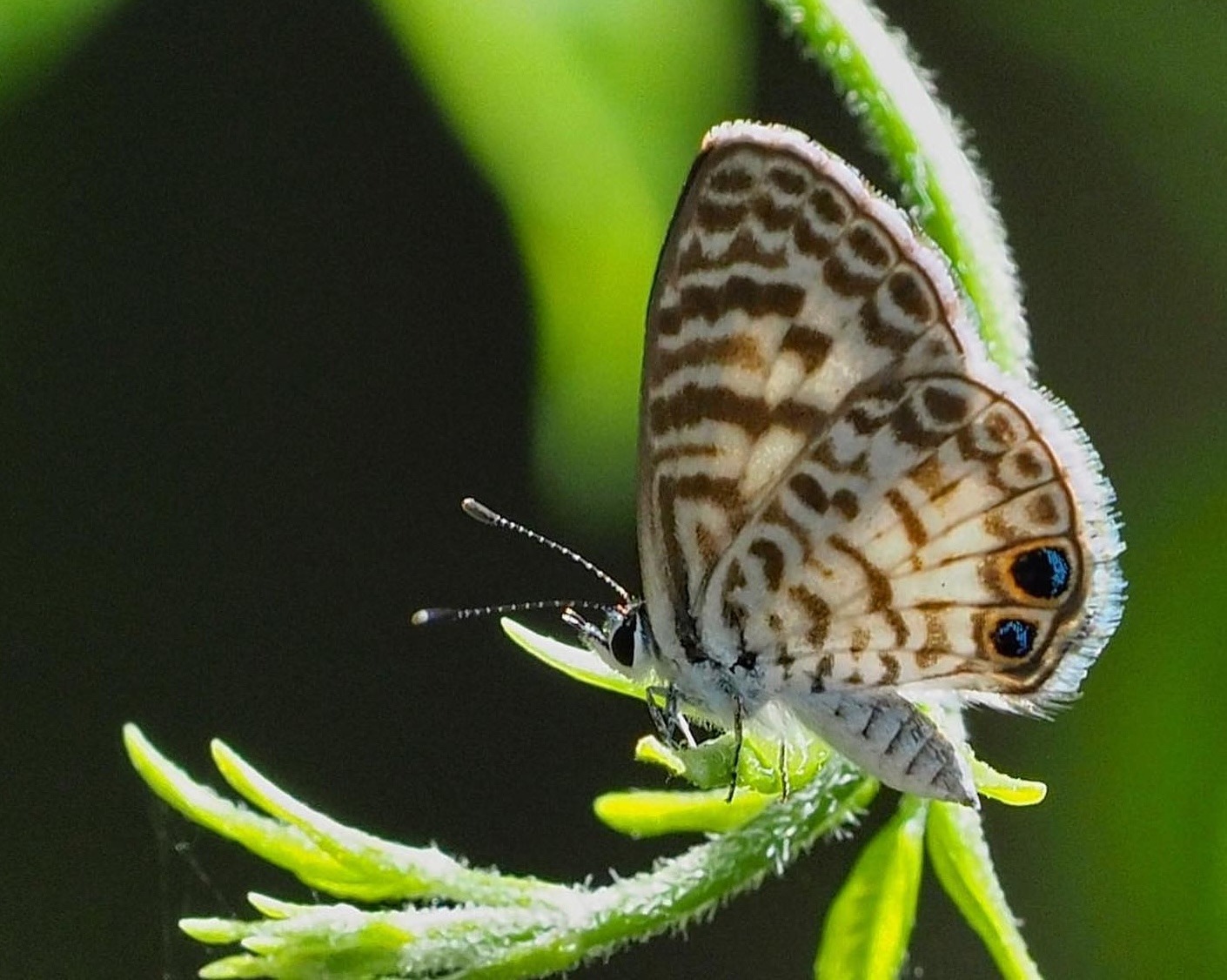 POLLINATORS IN THE FLORIDA KEYS ARE CRITICAL TO THE ENVIRONMENT & ECONOMY