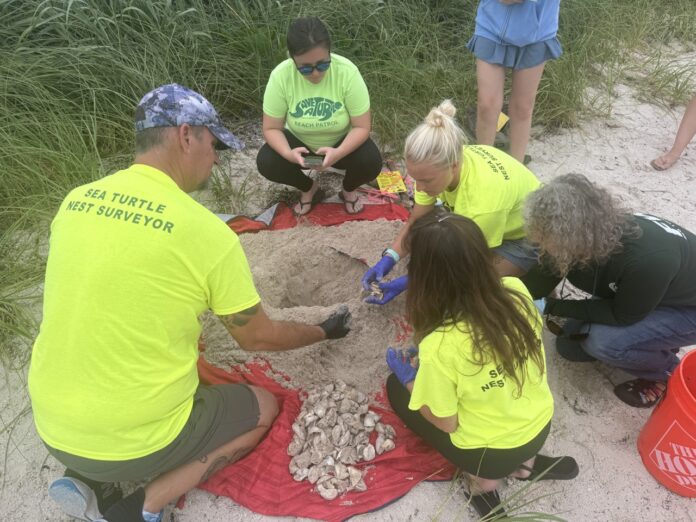 WE'VE GOT PHOTOS: THREE BABY LOGGERHEADS GET A HELPING HAND IN TURTLE ...