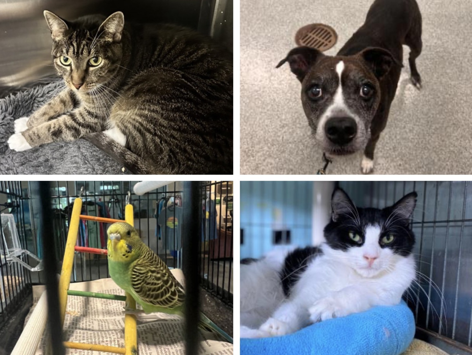 FURRY FACES READY FOR FOREVER HOMES AT FLORIDA KEYS SPCA
