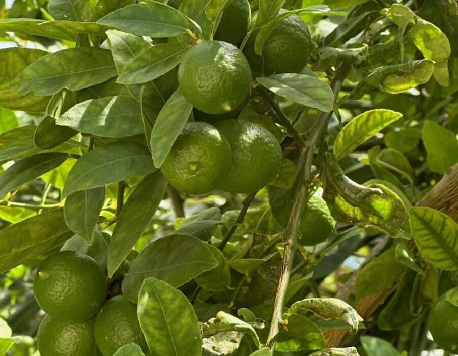 HERE’S HOW TO CARE FOR KEY LIMES IN THE FLORIDA KEYS