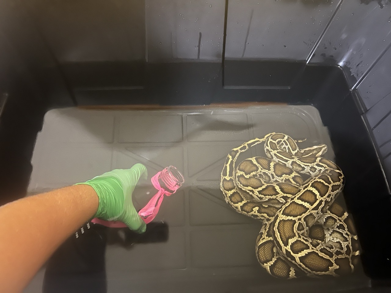 SCIENTISTS DEVELOP TOOL TO COMBAT INVASIVE BURMESE PYTHONS