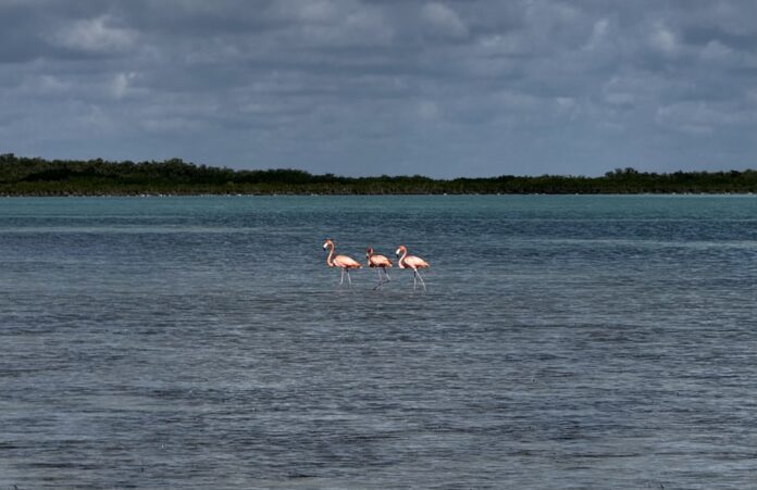 FLAMINGOS SPOTTED OFF KEY LARGO