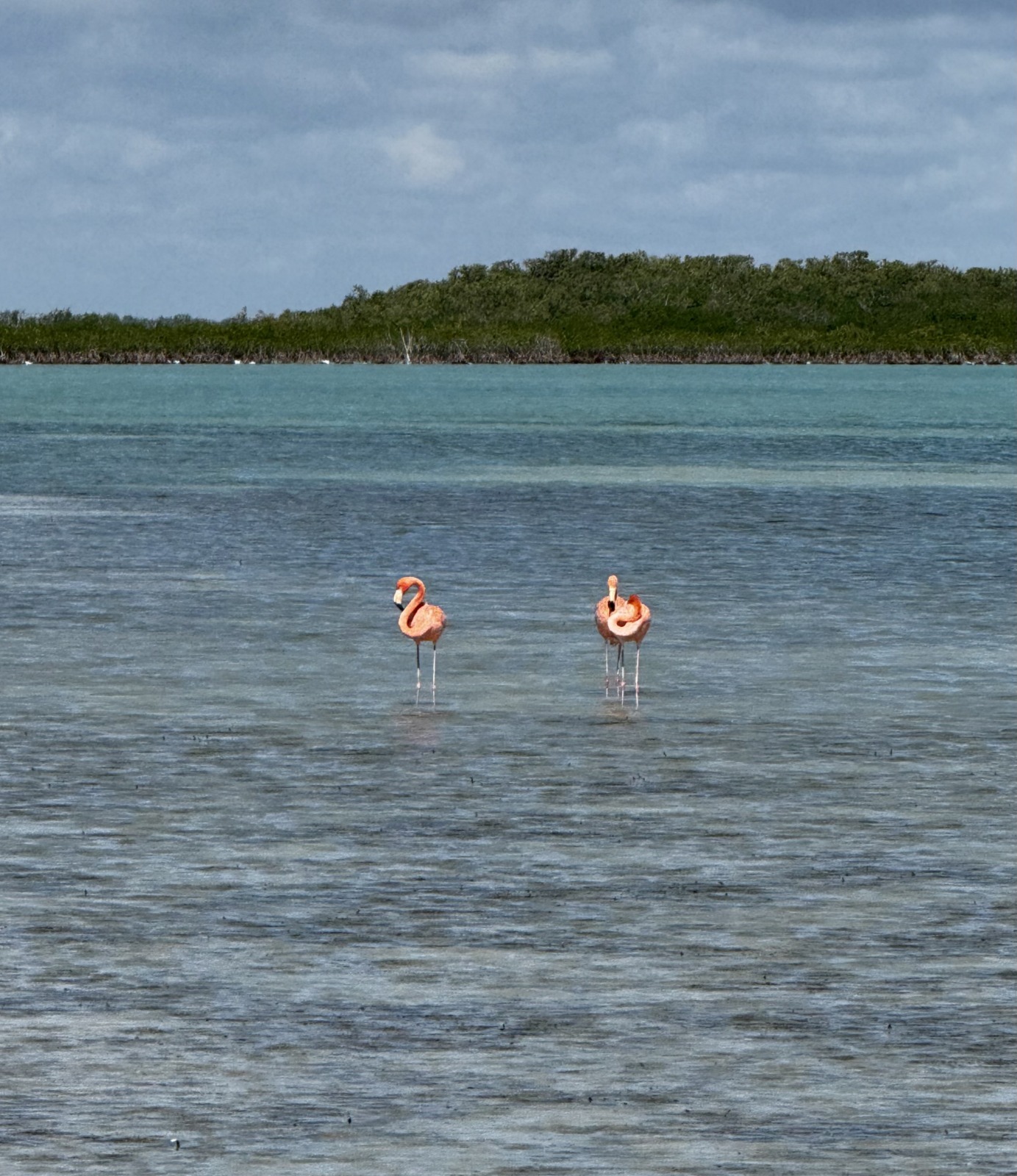 FLAMINGOS SPOTTED OFF KEY LARGO