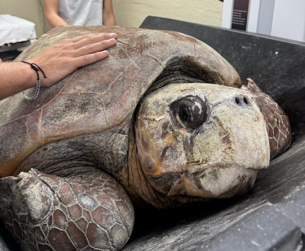 MARATHON TURTLE HOSPITAL’S NEW PATIENT IS A ‘BIG’ DEAL
