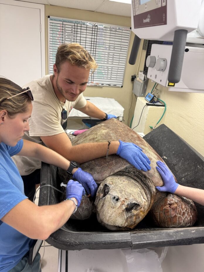MARATHON TURTLE HOSPITAL’S NEW PATIENT IS A ‘BIG’ DEAL