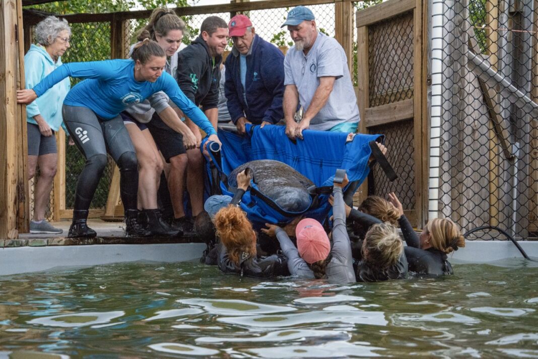 BRUSH FIRES FORCE FIRST-EVER OVERNIGHT STAY FOR INJURED MANATEE AT ...