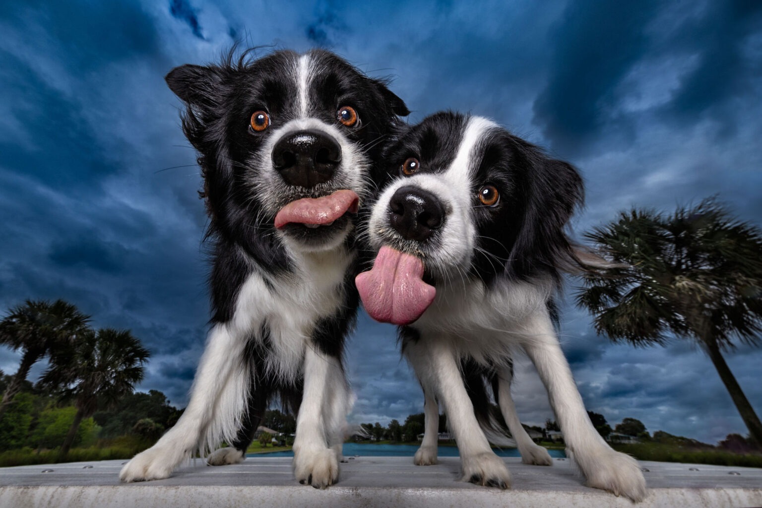 RENOWNED 'DOGTOGRAPHER' KAYLEE GREER'S FOUNDATION BEGINS TOUR WITH ...