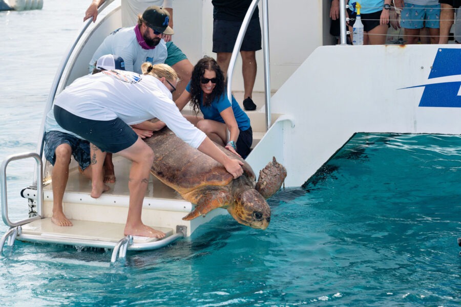 ‘LENNY’ THE GIANT LOGGERHEAD GOES HOME AFTER TWO-WEEK REHAB STINT AT ...