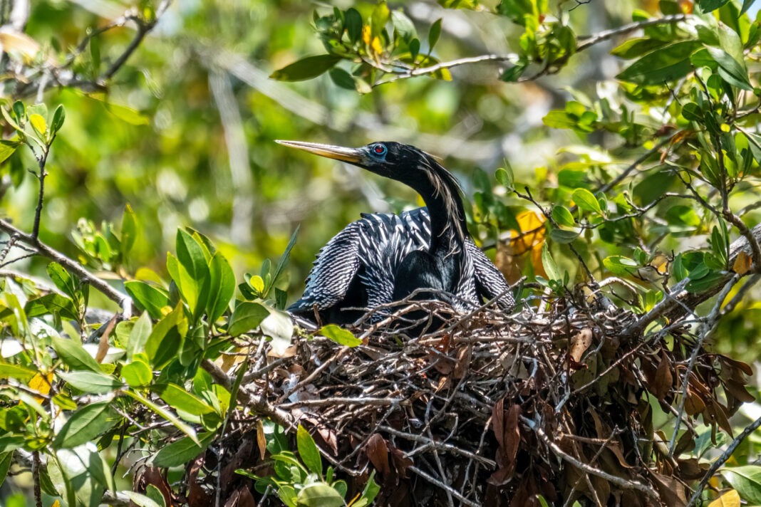 WILD THINGS: DEVIL BIRDS — NOT ALL THAT BAD