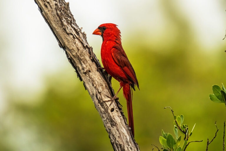 WILD THINGS: CARDINAL VIRTUES AND NUMBERS