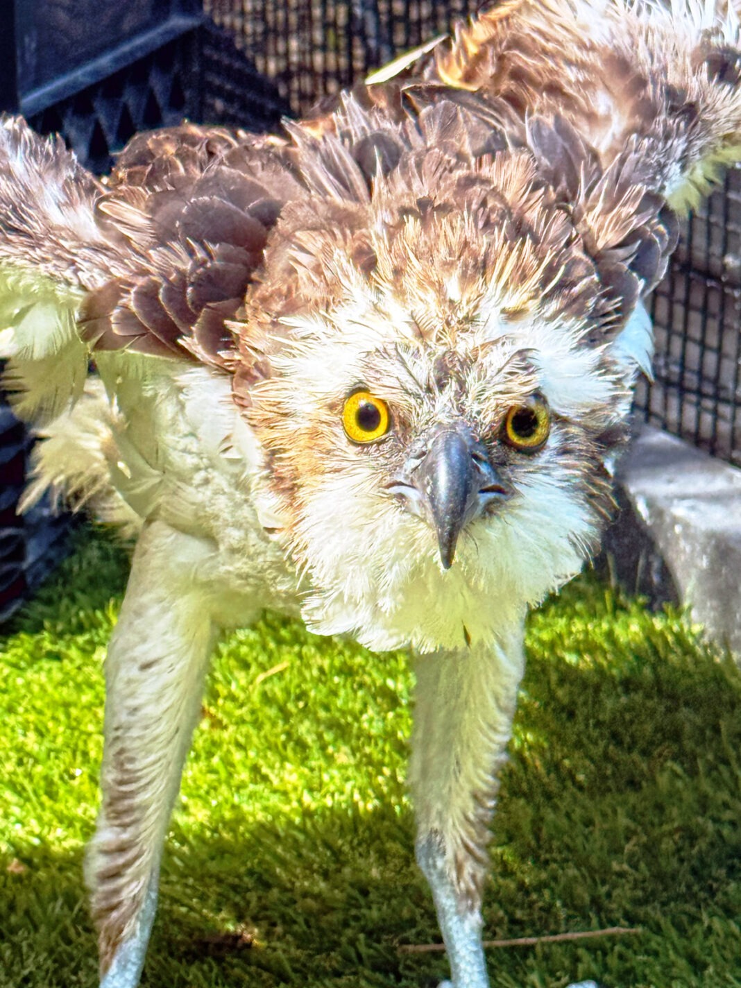 OSPREY RESCUED AFTER A DIVE FOR LUNCH GOES WRONG IN MARATHON
