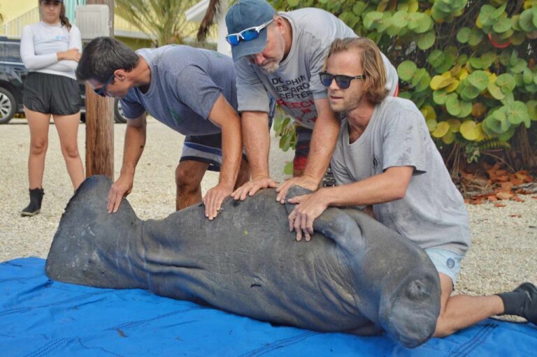 A LETTER FROM A RESCUER: WHY SAVING MANATEES MATTERS