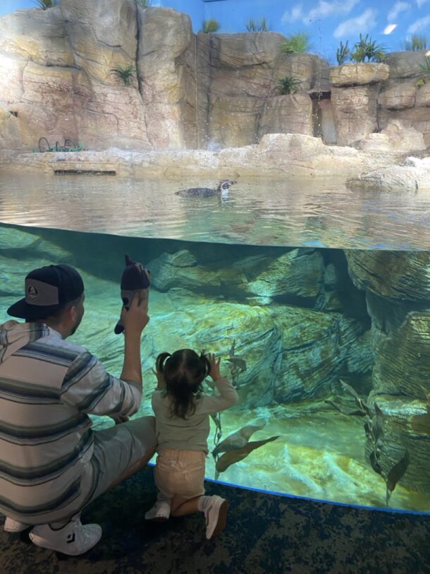 PENGUINS, SEA OTTERS, OCTOPUSES, OH MY! KEYS OFFICIALS TOUR MOTE MARINE ...