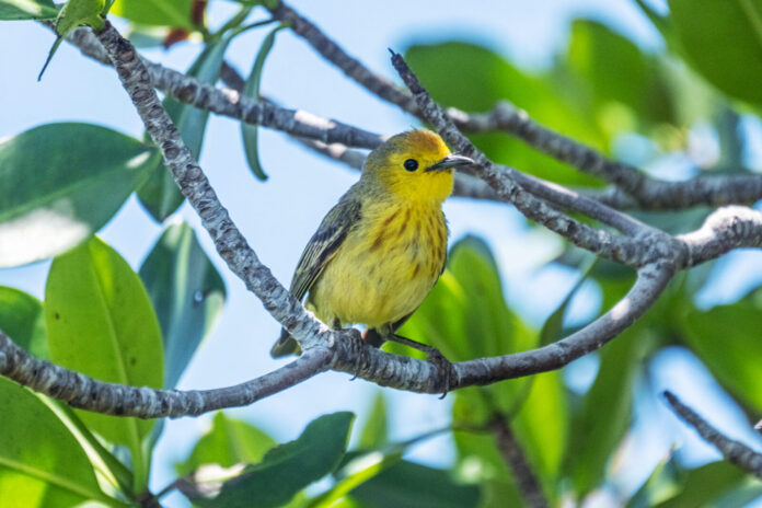 WILD THINGS: A NEW SPECIES FOR THE FLORIDA KEYS