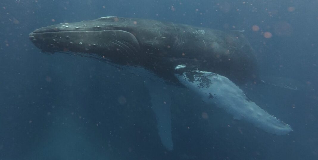 NONPROFIT OFFERS SCHOLARSHIP FOR A HUMPBACK WHALE EXPEDITION