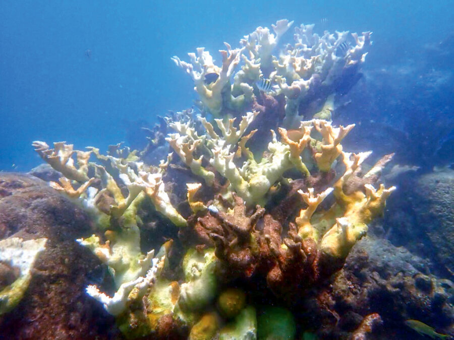 Sanctuary Advisory Council preps for coral bleaching backups, welcomes ...